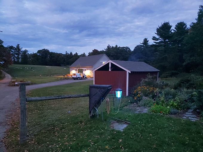 Mayfair Farm offers that picture-perfect rural experience where sheep graze contentedly, blissfully unaware they're completing someone's New England bingo card.