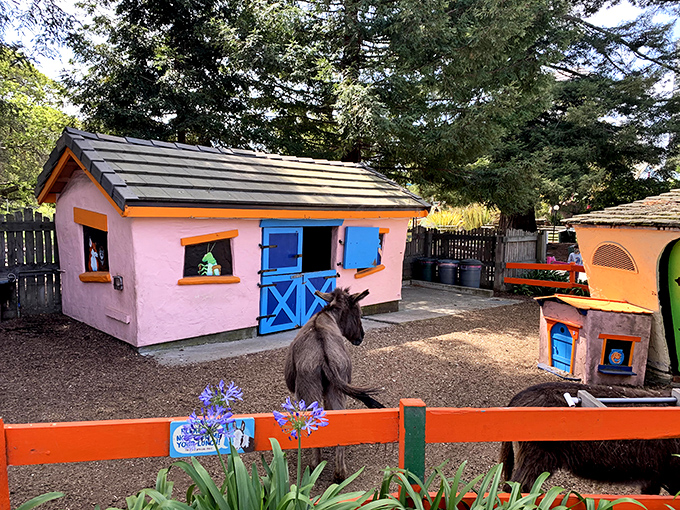 The animal area features friendly residents like this donkey, who's clearly living his best fairytale life in cozy accommodations.
