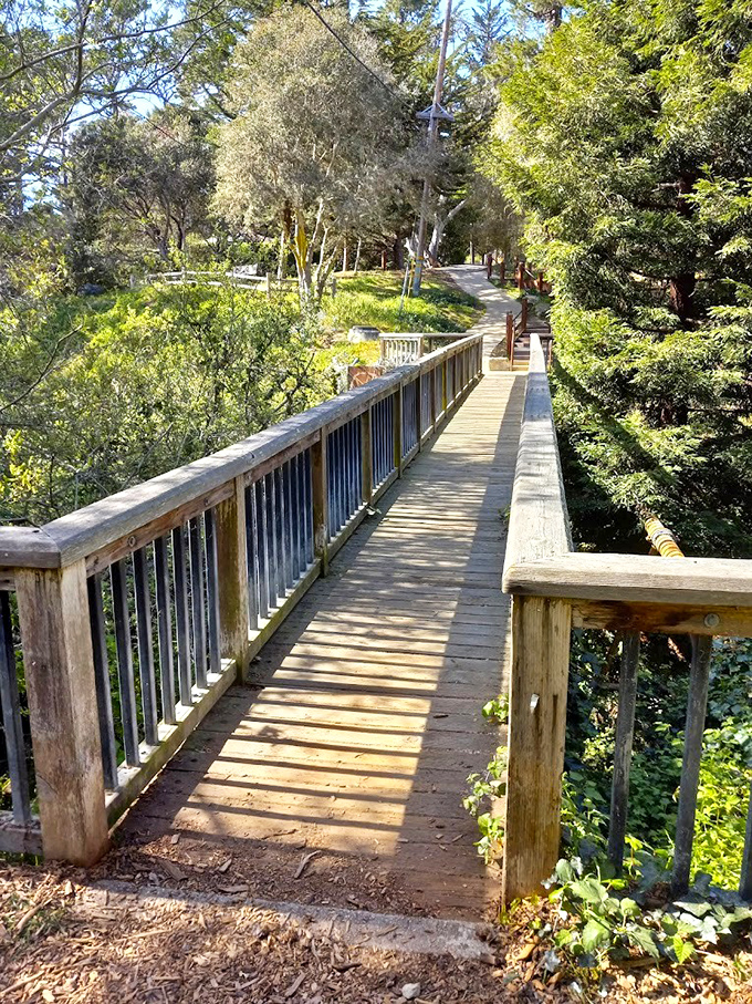 Mission Trail Park's wooden walkway invites you to wander through dappled sunlight&mdash;nature's version of a meditation app, but infinitely better.