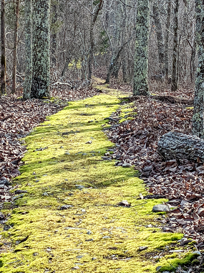 A moss-carpeted trail winds through winter woods &ndash; nature's own yellow brick road leading to adventures instead of wizards.