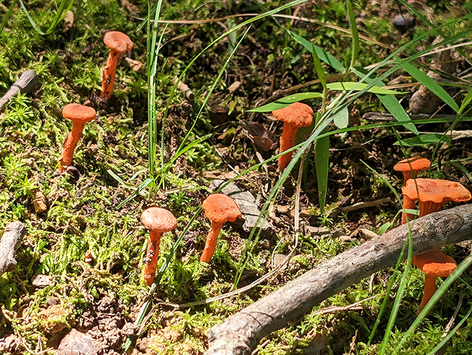 These vibrant orange mushrooms are nature's exclamation points, tiny bursts of color performing their ecological magic in plain sight.