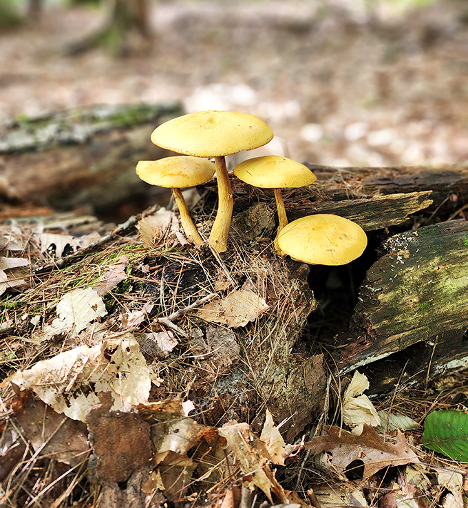 Nature's umbrella stand: these mushrooms look like they're having their own little neighborhood meeting about local forest politics.