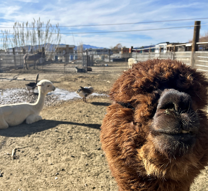 Why hello there! This inquisitive alpaca offers the fuzzy side of Pahrump's agricultural charm. Farm visits here come with personality included.