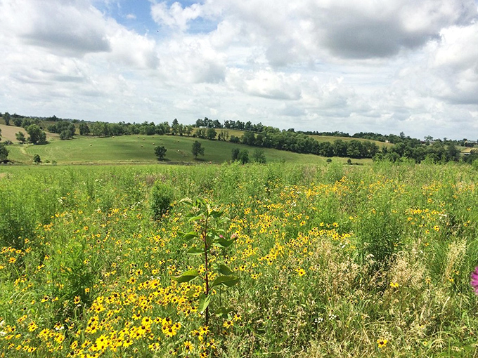 Rolling hills dotted with wildflowers create Kentucky's signature landscape&mdash;a patchwork quilt of nature that changes with each passing season.