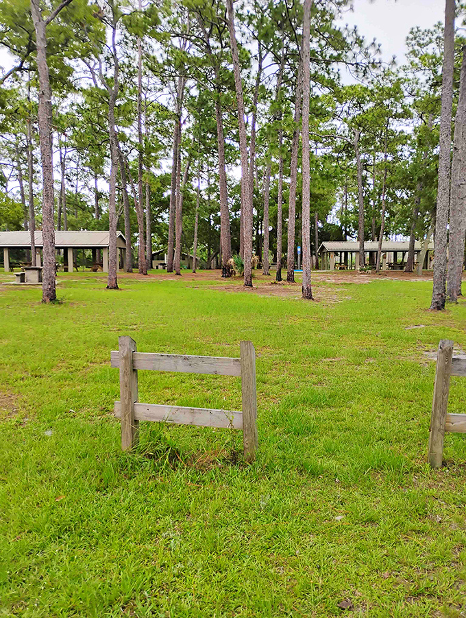 Tall pines create nature's cathedral around picnic grounds where squirrels are the only ones rushing during mealtime.
