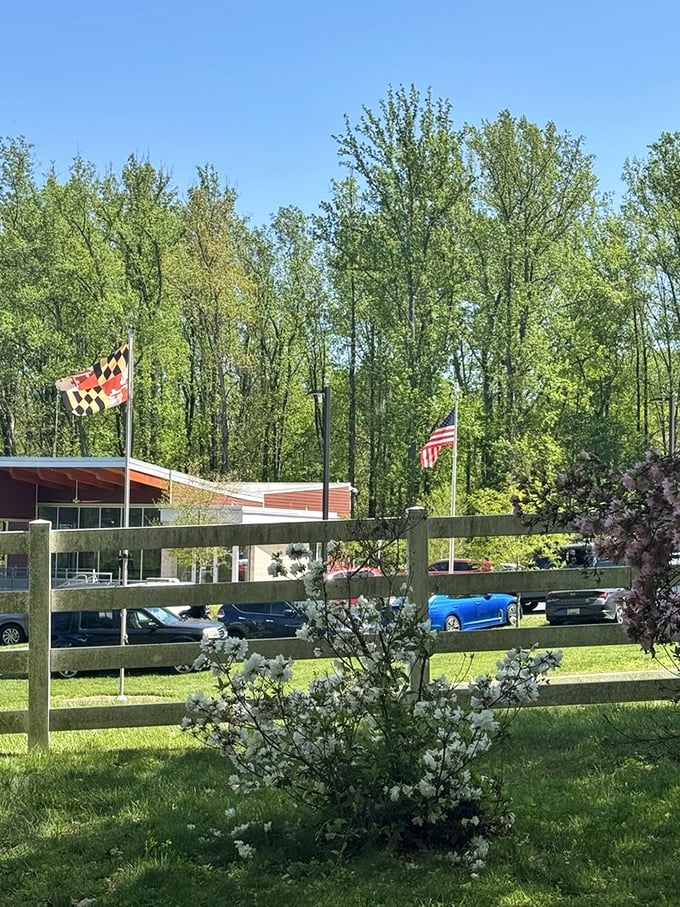 Maryland pride flies high over this natural treasure where state flags and flowering shrubs create a patriotic welcome for garden enthusiasts.