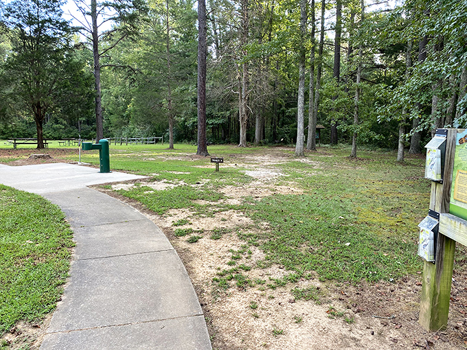Paved paths make nature accessible to everyone, proving you don't need to be a rugged mountaineer to experience the healing power of forest bathing.