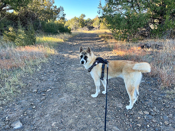 Four-legged hiking companions appreciate Sugarite's trails too. That look says, "Are we exploring more or what, human?"
