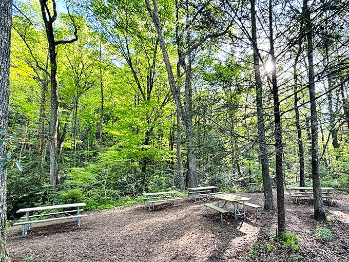 Picnic tables in dappled sunlight &ndash; where even a simple sandwich tastes like it deserves a five-star Yelp review.