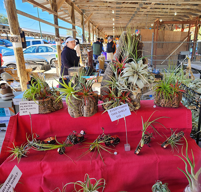 Air plant artistry that requires minimal commitment. These clever botanical arrangements prove that even Florida's plants have a flair for the dramatic.