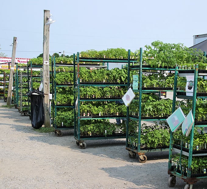 Garden dreams start here, where seedlings stretch toward sunlight, promising summer harvests of tomatoes, peppers, and herbs for your kitchen adventures.