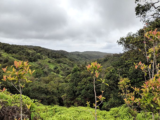 The verdant valleys of Pūpūkea-Paumalū Reserve showcase Hawaii's dramatic interior landscapes—fifty shades of green, island edition.