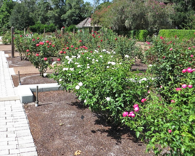 Roses in every hue line brick pathways like nature's color wheel, proving gardens are the original Instagram filters.