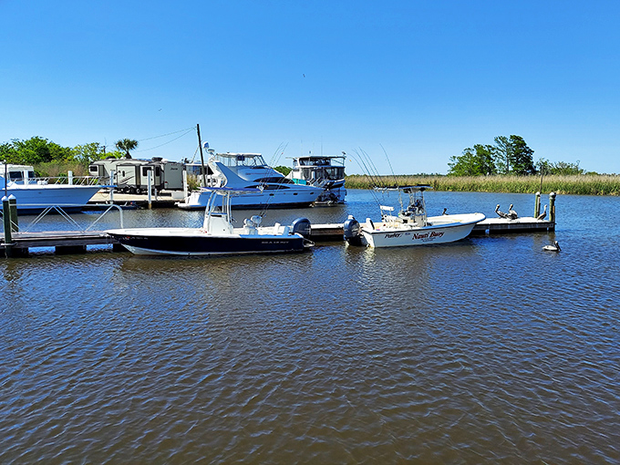 Boats gently bob in Scipio Creek Marina – their captains knowing the difference between catching dinner and catching a lifestyle.