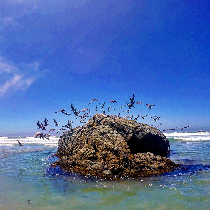 A rock becomes an avian metropolis as seabirds demonstrate the true meaning of "prime real estate" in the Pacific.