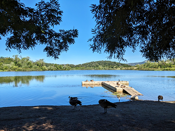 Spring Lake Park offers tranquil water views and wildlife watching opportunities just minutes from downtown, proving nature and urban convenience can coexist beautifully.