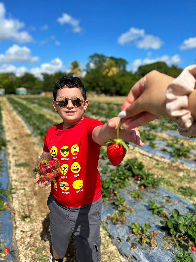 The joy of discovery! This young berry hunter shows off his treasures while eyeing the next perfect strawberry hiding among the leaves.