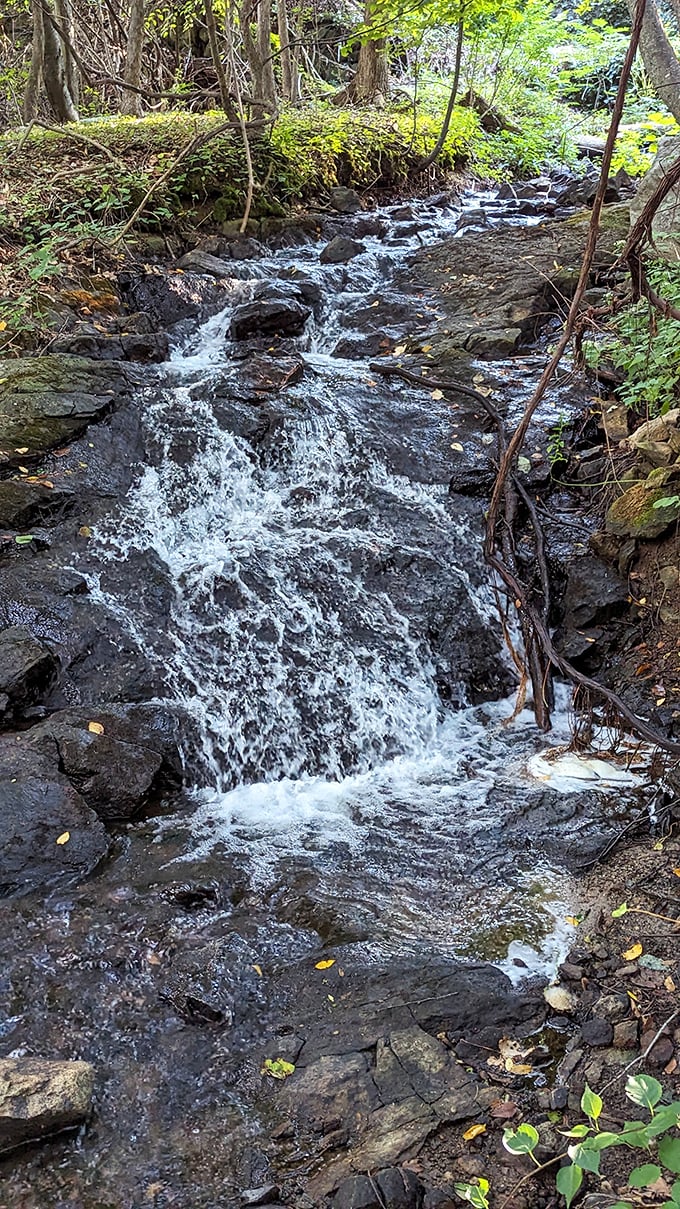 Water finding its way downhill with the determination of a toddler heading for something they shouldn't touch. Nature's persistent beauty in motion.