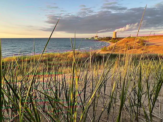 Golden hour transforms dune grass into nature's own fiber optic display. Even the industrial skyline can't compete with this light show.