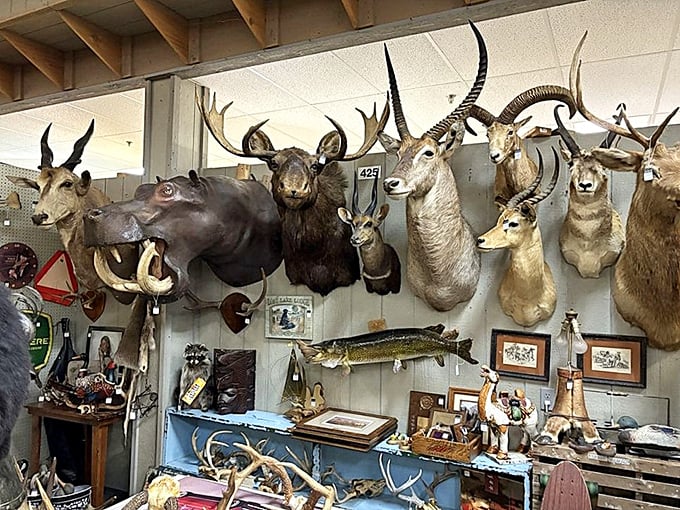 A wall of taxidermy creates nature's most awkward family reunion, where glass-eyed creatures stare eternally at shoppers contemplating their living room decor.