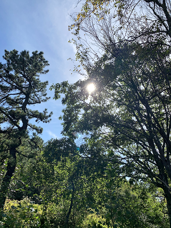 Sunlight playing hide-and-seek through the canopy. These trees have been filtering sunshine into magic for longer than any of us have been alive.