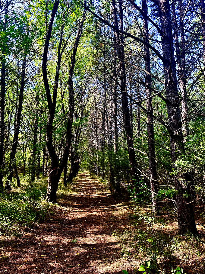 Nature's cathedral: sun-dappled trails where birdsong replaces hymns and pine needles carpet the floor. Spiritual renewal comes standard with admission.