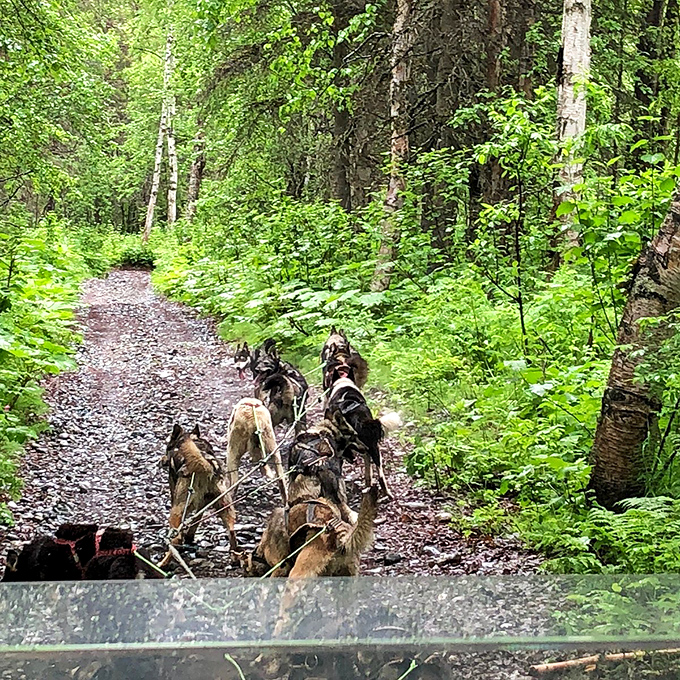 Sled dogs doing what they love best &ndash; turning a forest path into a highway and making the rest of us question our commuting choices.