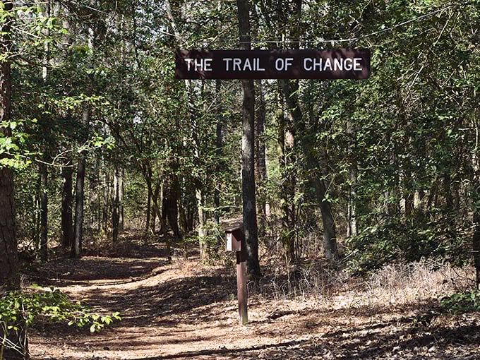 "The Trail of Change" offers both a literal path through the woods and a philosophical nudge to embrace life's journeys. Clever, Mother Nature.
