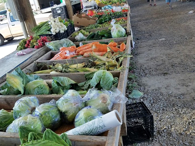 Farm-fresh vegetables arranged with care&mdash;proof that the best shopping app is sometimes just your own two hands selecting tonight's dinner.