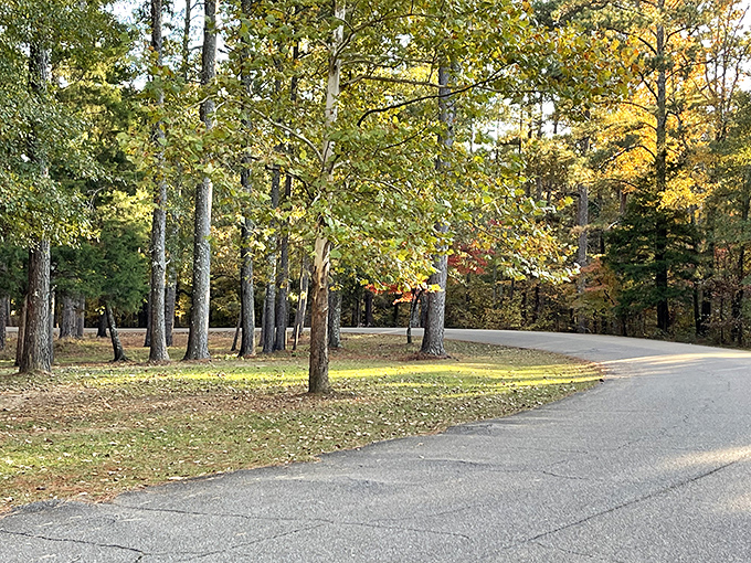 The park's winding roads lead through tunnels of trees, each curve promising new discoveries just ahead.