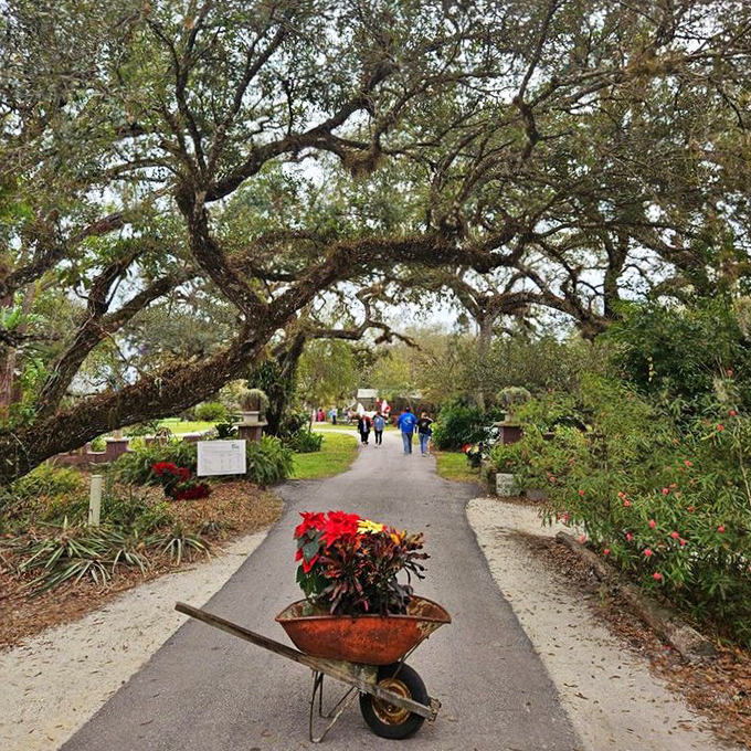 Nature forms a living archway over the path, as if the trees themselves are bowing to welcome visitors to this unexpected kingdom.