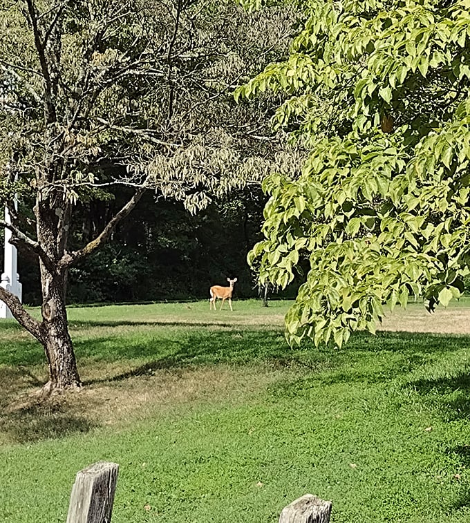 The surrounding countryside offers wildlife viewing opportunities, with deer occasionally making cameo appearances near the historic structure.