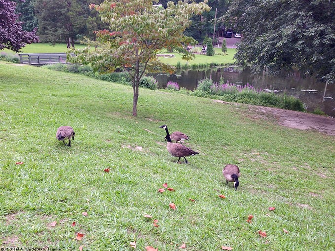 Canadian geese claim the lakefront as their own, because apparently they vacation here too, clever birds.
