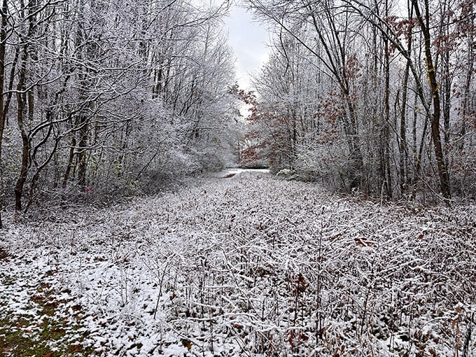 Winter's hushed transformation turns familiar paths into undiscovered territory. Snow makes secret-keepers of these silent trees.