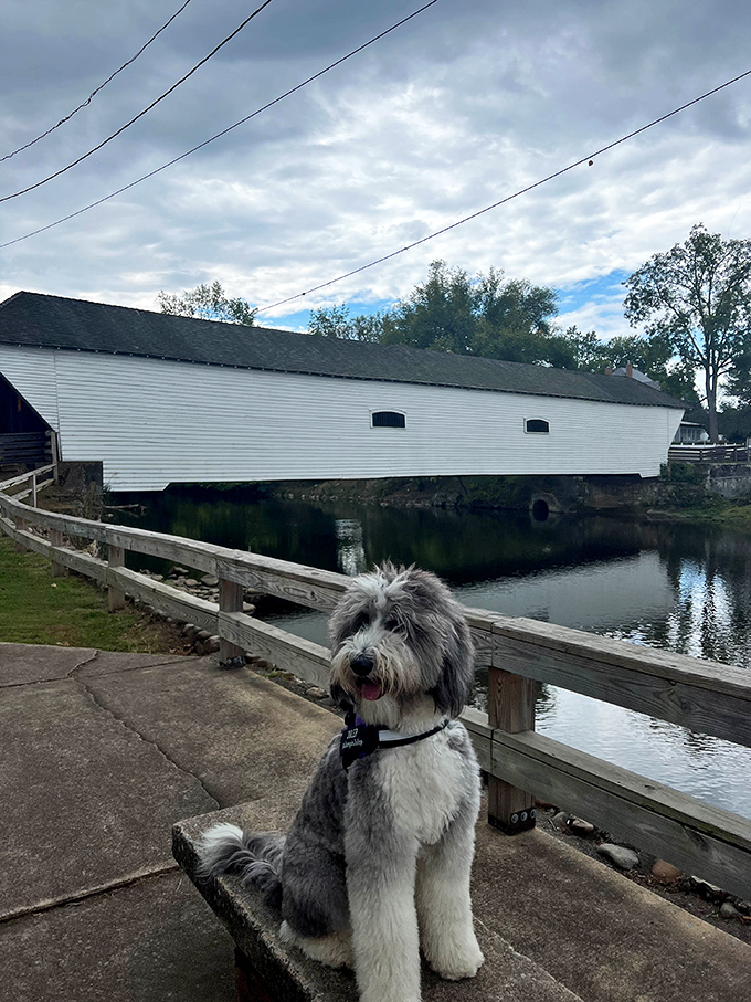 "I'm ready for my close-up!" Even four-legged visitors seem to appreciate the bridge's photogenic qualities and historical significance.
