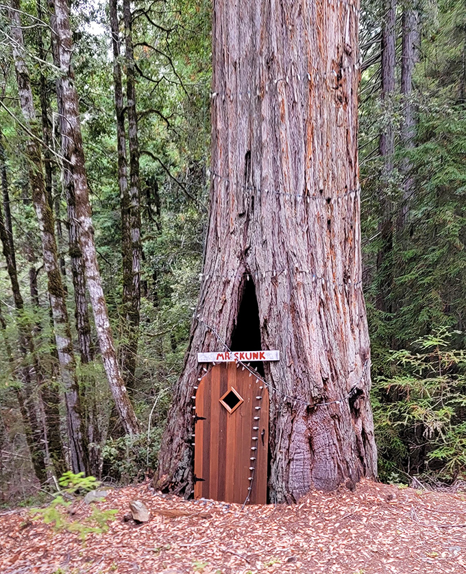 Fairy tales do exist! This tiny door nestled in an ancient redwood trunk proves that whimsy and wonder are essential parts of the Skunk Train experience.