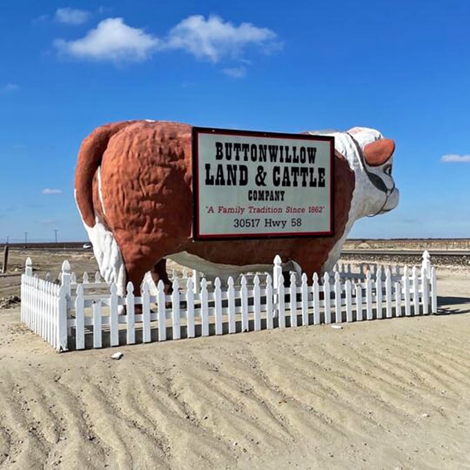 Morning light casts a golden glow on California's most photogenic steer. No filter needed for this roadside superstar.