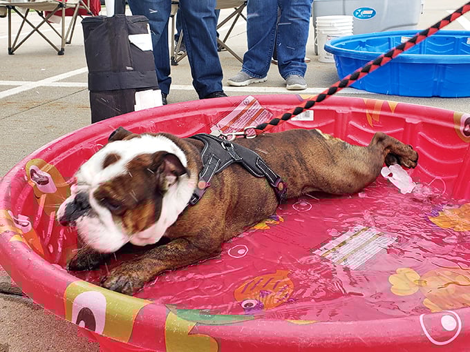 This bulldog has mastered the art of farmers market zen&mdash;cooling off in a kiddie pool while humans hustle for heirloom tomatoes.