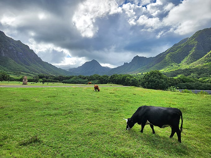 Pastoral paradise meets volcanic drama. These contented cows have arguably the most scenic dining room in all of Hawaii.