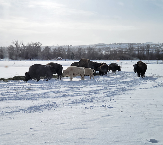 Winter turns Bear River State Park into a bison snow globe&mdash;minus the shaking and the tacky souvenir shop.