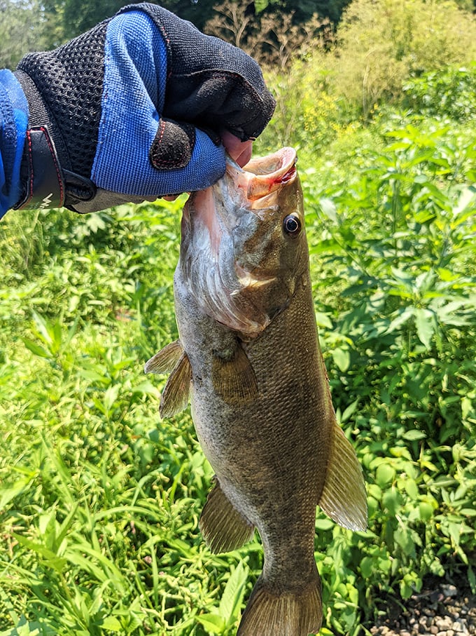 The ultimate fishing trophy: a smallmouth bass that will have you embellishing the story of its capture for years to come.