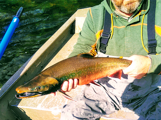 The smile says it all&mdash;this isn't just a fish, it's a trophy, a meal, and a story all wrapped in scales and spotted beauty.