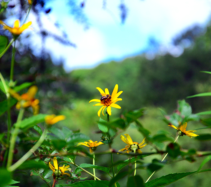 Wildflowers reaching for Pennsylvania sunshine remind us that beauty thrives in the simplest places. No garden center can replicate this perfection.