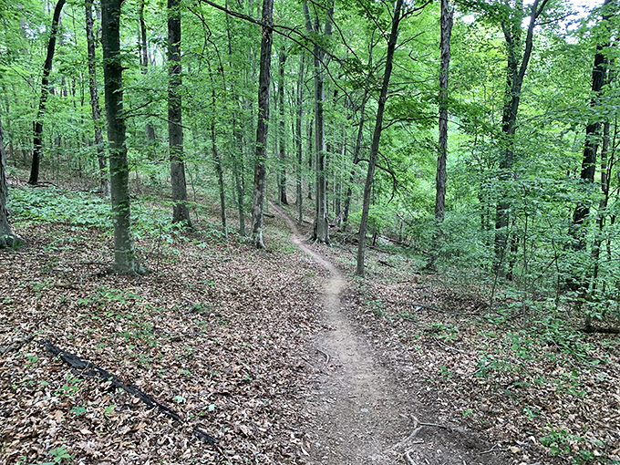 Forest paths that beckon explorers &ndash; where every bend promises something new and your step counter finally gets the workout it deserves.