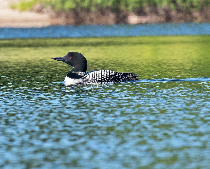 The loon&mdash;Vermont's unofficial welcoming committee, whose haunting call is both a wilderness greeting and nature's most beautiful alarm clock.