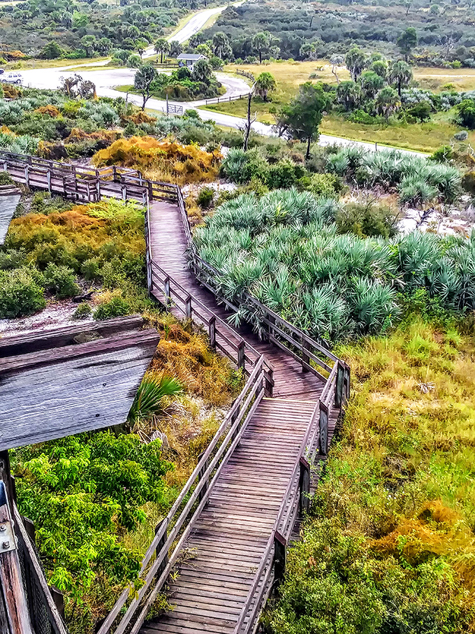 From above, the park's wooden boardwalks create an artistic maze through coastal wilderness, connecting visitors to Florida's untamed heart.