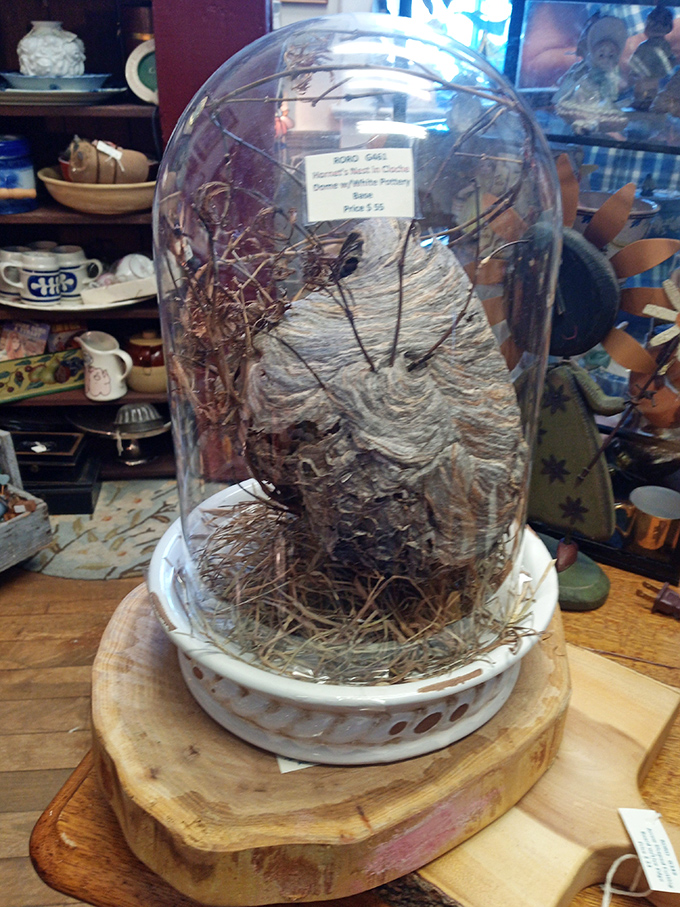 Nature's architecture under glass&mdash;this preserved hornet's nest is both fascinating science specimen and oddly beautiful conversation starter.
