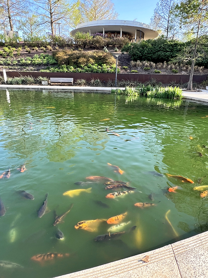 Koi living their best lives in this serene pond. These underwater celebrities move with the unhurried grace of retired millionaires.