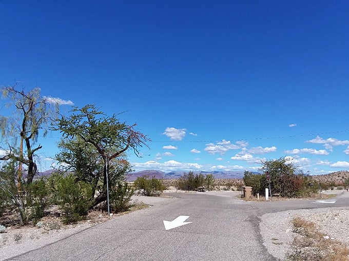 Desert roads leading to watery rewards. The journey to Alamo Lake prepares you for the contrast of finding abundant water in arid lands.