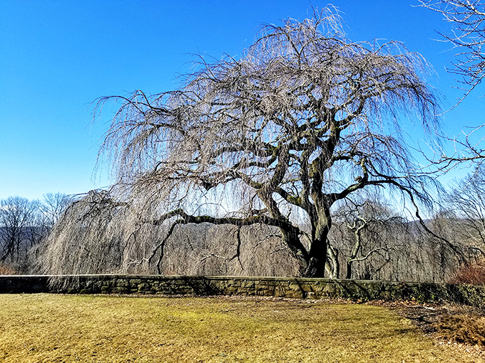 This magnificent weeping beech tree has more dramatic flair than a Shakespeare tragedy and better posture than a yoga instructor.
